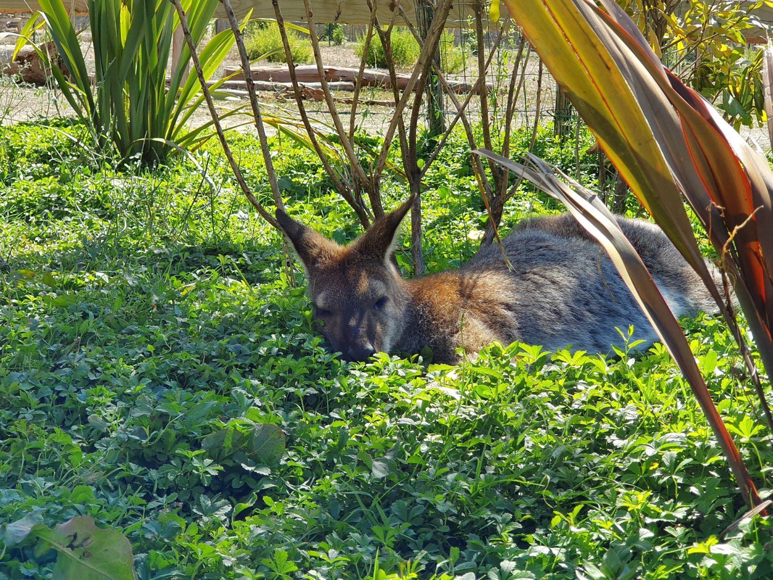 Corsica Zoo, new home of animals in Corsica - Sustainable Tourism in ...