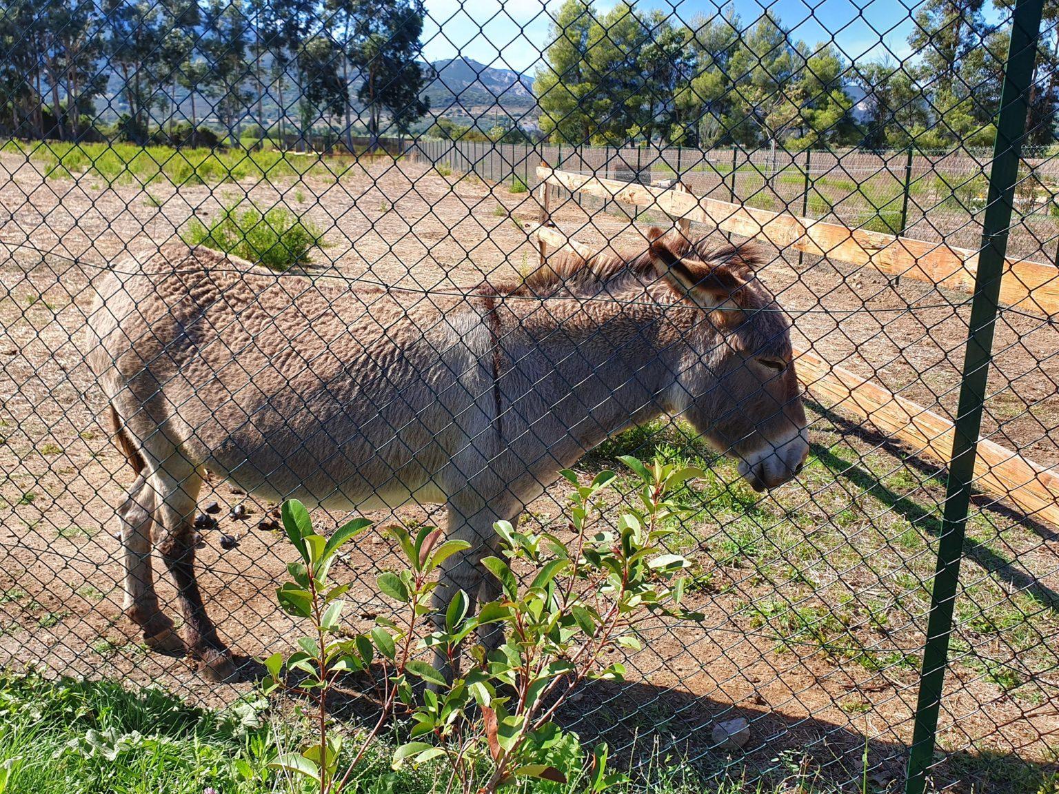 Corsica Zoo, new home of animals in Corsica - Sustainable Tourism in ...