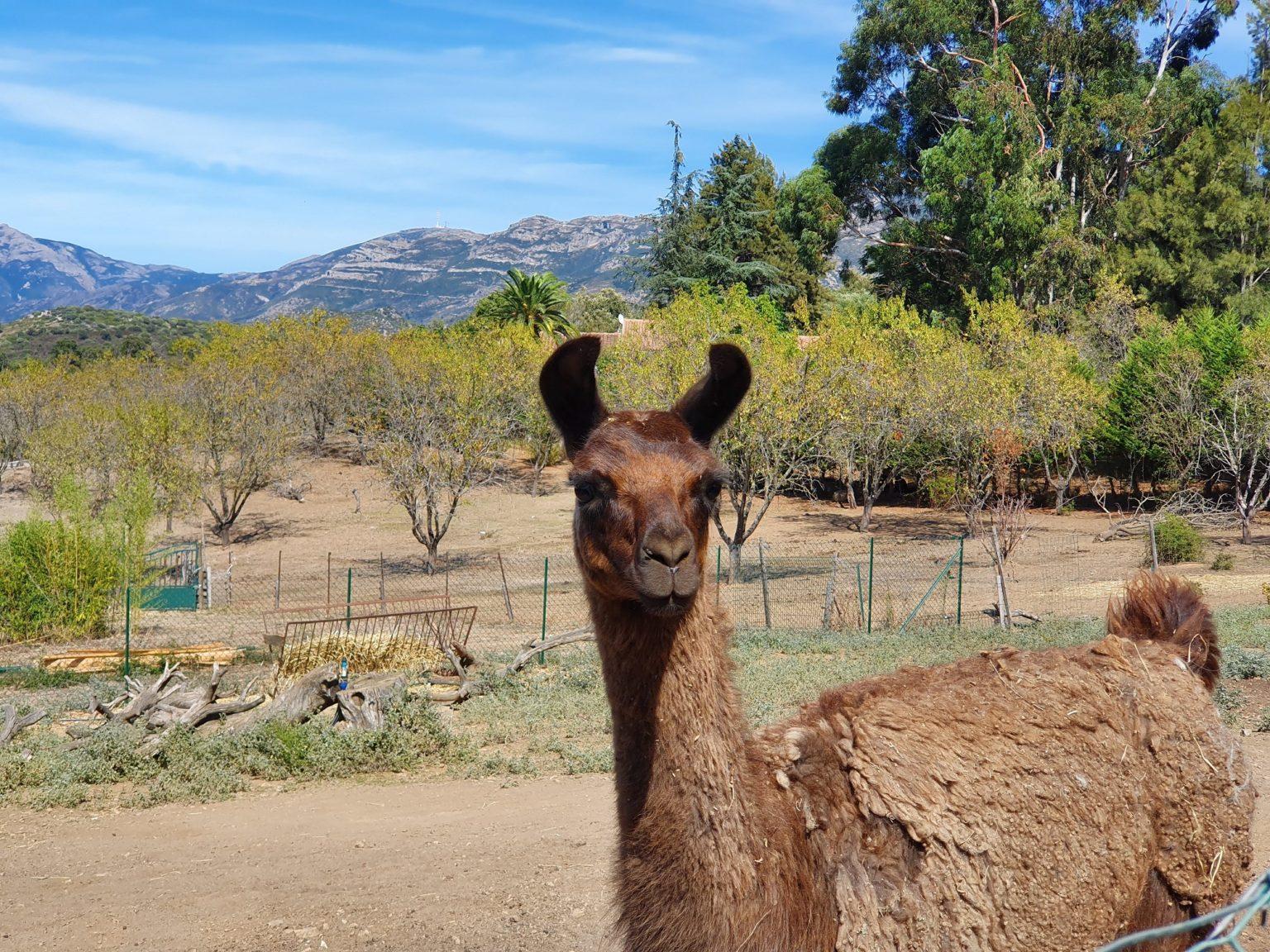 Corsica Zoo, new home of animals in Corsica - Sustainable Tourism in ...