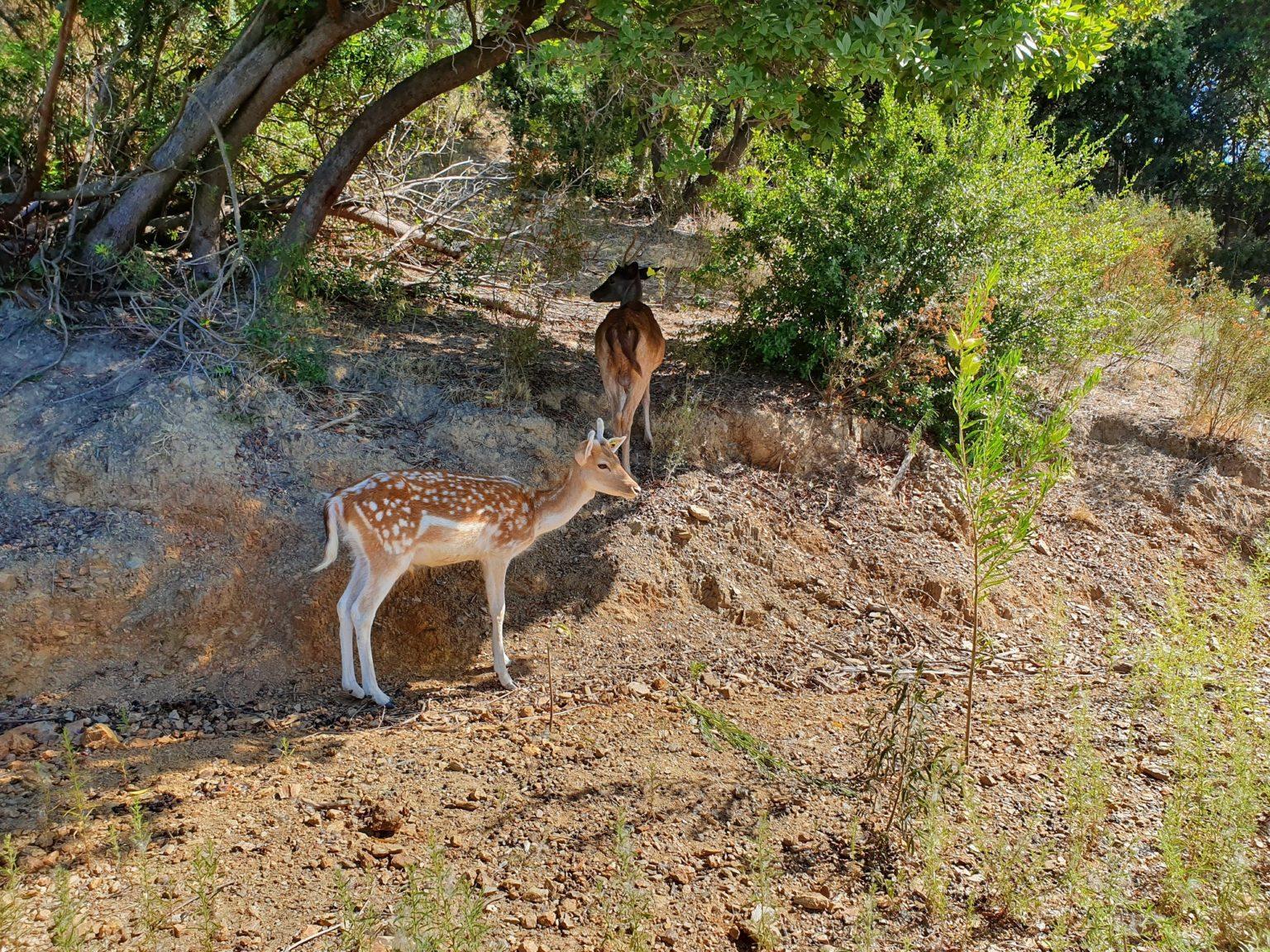 Corsica Zoo, new home of animals in Corsica - Sustainable Tourism in ...