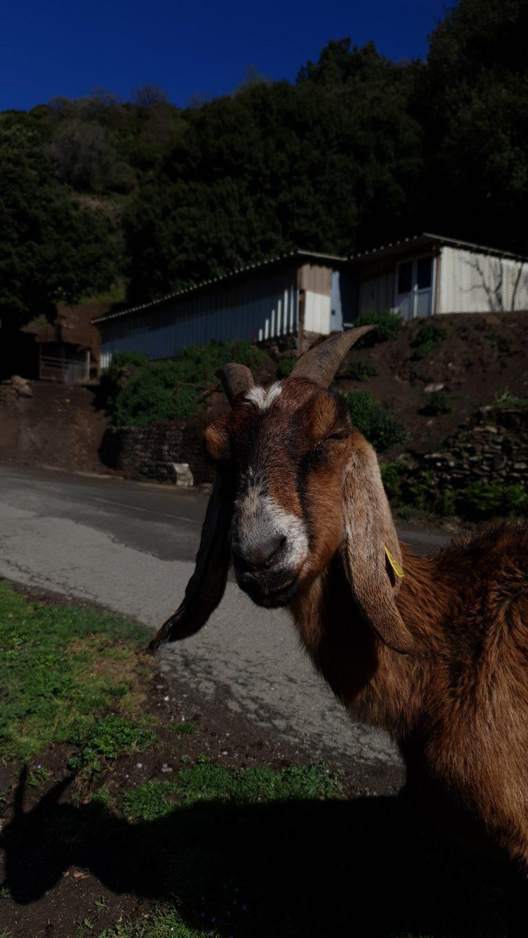 Snapshot from Corsica : goat knows how to stand - Sustainable Tourism ...